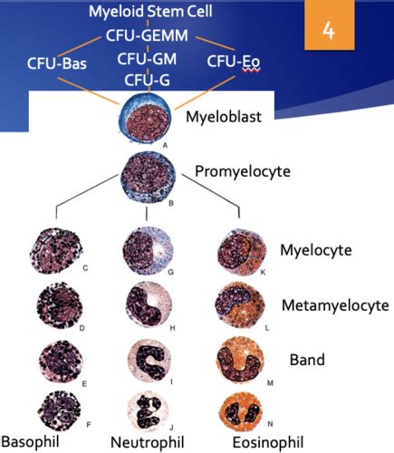 Lecture 5 Hematology Flashcards Quizlet