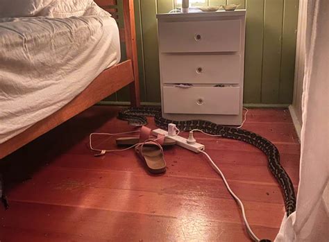 Woman Wakes Up To Python Next To Bed Gets Fright Of Her Life Newsweek