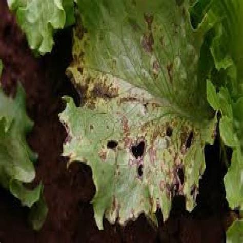 My First Project Object Detection Dataset And Pre Trained Model By Adnane