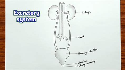 How To Draw Excretory System Urinary System Diagram Drawing Easy