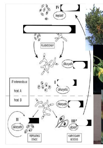 Rust Life Cycle Diagram Quizlet