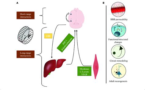 Schematic Representation Of The Different Cellular Interactions Download Scientific Diagram