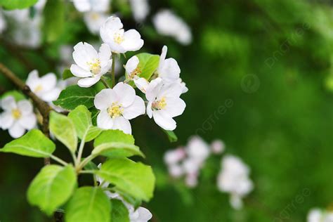 정원에서 꽃이 만발한 나무의 가지 사진 배경 및 무료 다운로드를위한 그림 Pngtree