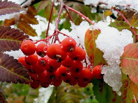 Красная рябина польза и вред сока рябины для организма полезные свойства и противопоказания