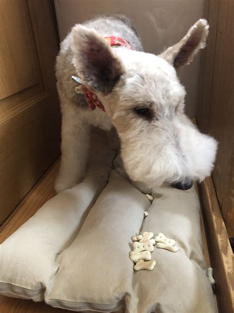 kopanda56 on Twitter 愛犬のボビーは今日は月一回の散髪でスッキリしました帰ってきてあやつを食べてます
