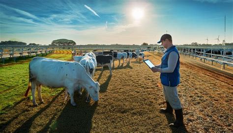 A Hightech Cattle Monitoring System In Use At A Modern Farm Showing Farmers Using Technology