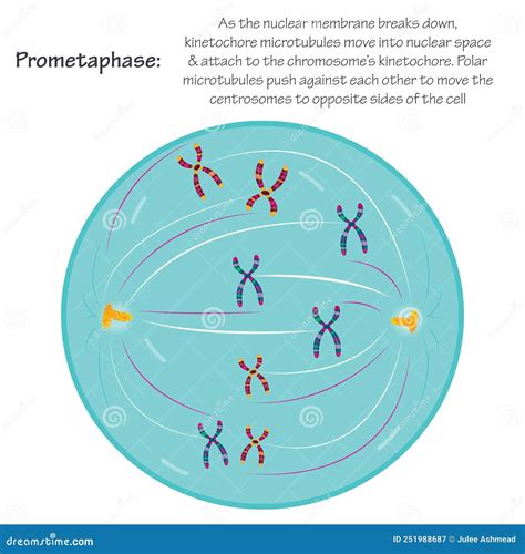 Prometaphase Diagram Mitosis Phases In Order