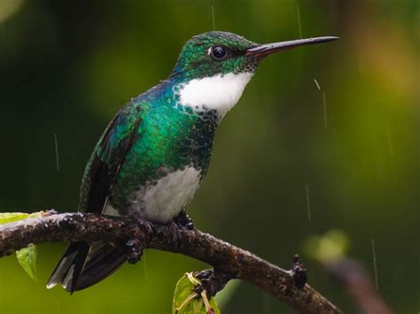 ノドジロハチドリ eBird