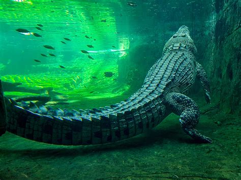Crocodile Photograph By Prodipta Das Hriday Pixels