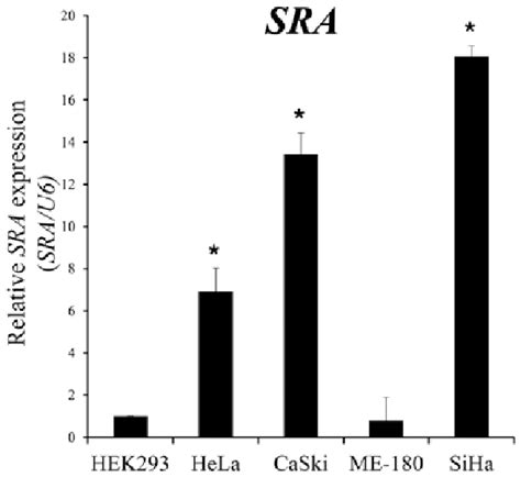 Sra Expression In Various Cell Lines Sra Lncrna Expression Was Download Scientific Diagram
