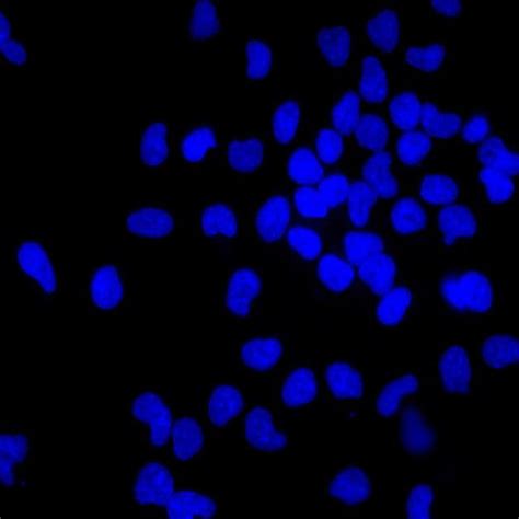 4 Fluorescence Micrographs Of Dapi Stained Cell Nuclei Of Ne 4c Cells Download Scientific
