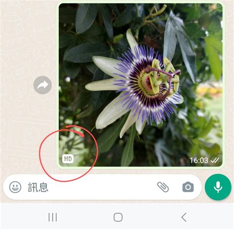 Whatsapp新功能｜whatsapp推4大新功能 传高清相即时视像讯息32人群组语音聊天室 附使用方法 星岛日报