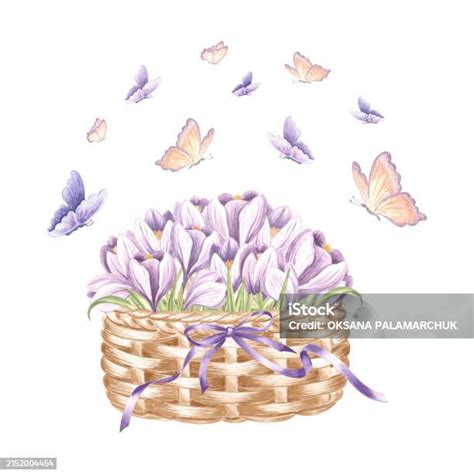 크로커스는 활과 날아다니는 나비가 있는 고리 버들 바구니에 바이올렛을 담고 있습니다 봄 수채화 그림입니다 고립 된 손으로 그린 사프란 꽃다발 빈티지 드로잉 템플릿 카드 식기