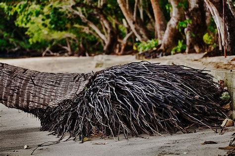 Ultimate Guide To Palm Tree Roots And Their Growth Seasonal Plant