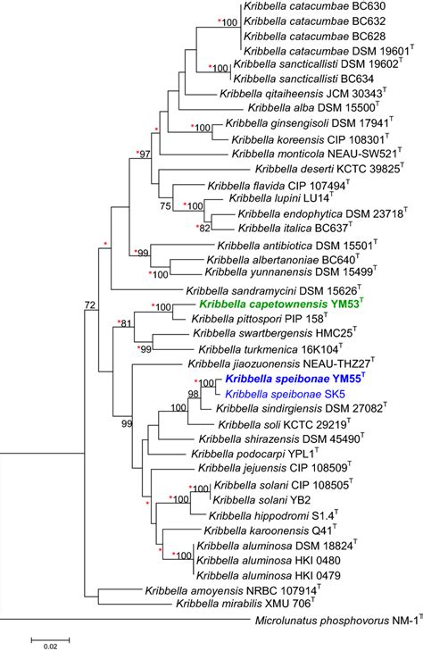 The Concatenated Gyrb Rpob Reca Rela Atpd Gene Phylogenetic Tree For