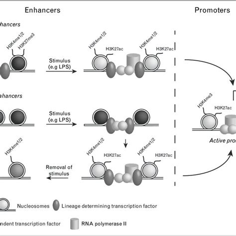 Chromatin Features Of Enhancers And Active Promoters Enhancers Are Download Scientific Diagram