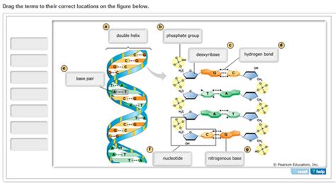 Dna Replication Diagram Mastering Biology