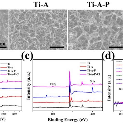 Surface Characterization A Surface Morphologies Of Different Samples Download Scientific