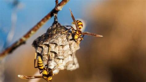 Hornet Vs Wasp How To Identify And Tell The Difference