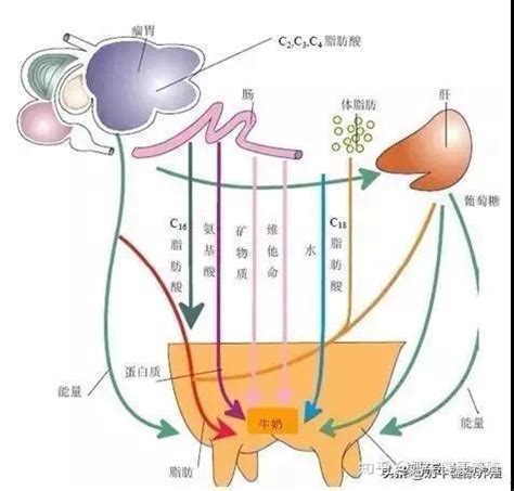 奶牛泌乳系统的高产及乳成分管理 知乎