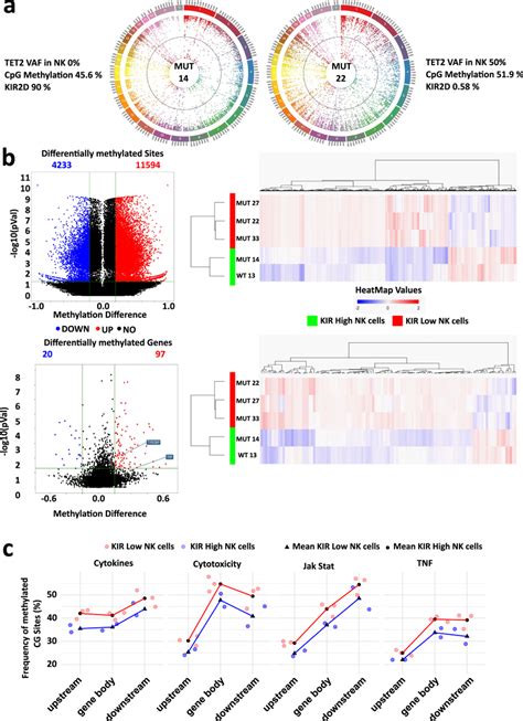 Loss Of Tet2 Leads To Dna Hypermethylation And Decreases Key Gene Download Scientific Diagram