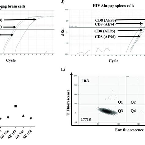 Detection And Quantification Of Hiv Dna Rna And Intact Proviral Dna Download Scientific