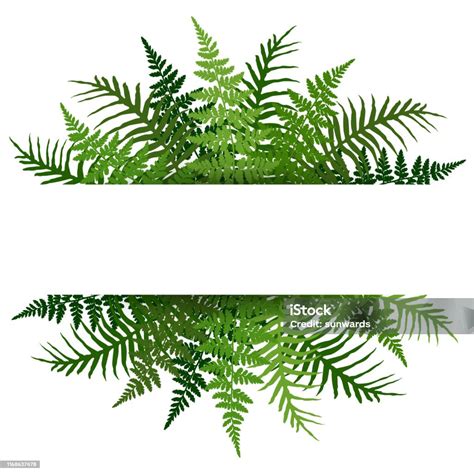 고사리 프론드 열대 잎 프레임 벡터 일러스트레이션입니다 부시 공장은 흰색 배경에 장식을 나뭇잎 양치식물에 대한 스톡 벡터 아트