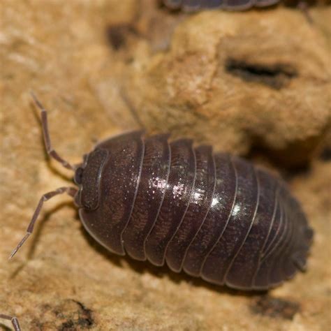 Giant Isopod