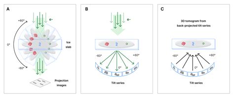 Introduction To Cryoet Cryoet Data Portal Documentation
