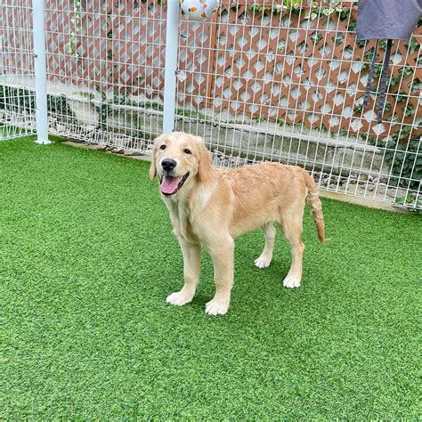 골든리트리버 메리 강아지책임분양♥ 아이조아통합요양센터 강아지입양 고양이입양 유기견입양센터