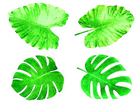 유토이미지 여름 배경 오브젝트 수채화 열대식물 1