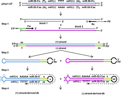 Scheme For Universal Template Ut Assisted Cloning Free Dumbbell Download Scientific Diagram