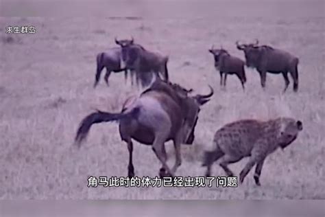 单枪匹马的鬣狗与成年的角马展开生s斗争，角马s手果然名不虚传角马展开鬣狗
