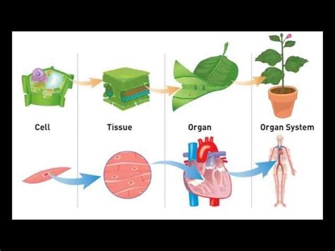 Plant Organ
