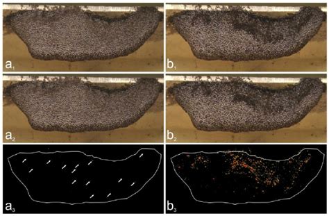 Detection Of Motion Of Giant Honey Bees By Image Analysis For Expn 1 Download Scientific