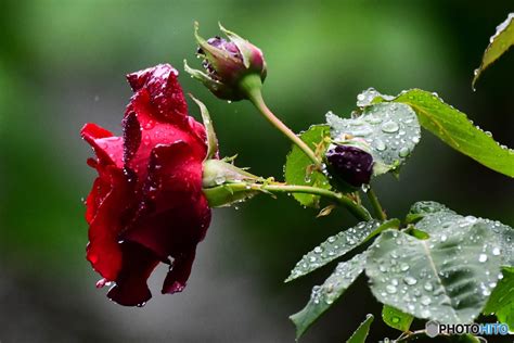 雨に濡れる薔薇の花 21 322 by m a k p 70 ID10341276 写真共有サイト PHOTOHITO
