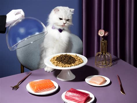 宠物食品猫粮宠物用品摄影珀珀宠影珀珀宠影 站酷zcool
