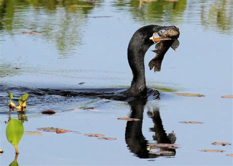 Cormorant Eating A Huge Fish John Hatt