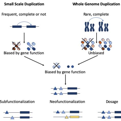 Dynamics Of Gene Duplication Evolution From A Functional Perspective Download Scientific