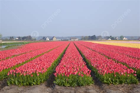 봄날의 네덜란드 튤립 들판 사진 배경 및 무료 다운로드를위한 그림 Pngtree
