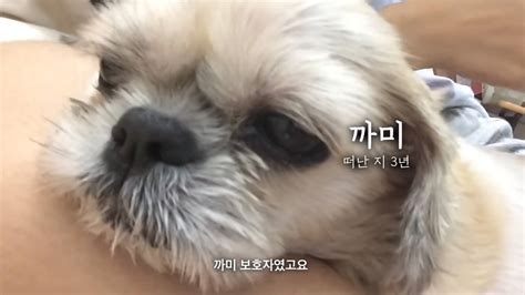 떠난 반려견과 닮은 인형을 선물한 강형욱 인스티즈 Instiz 이슈 카테고리