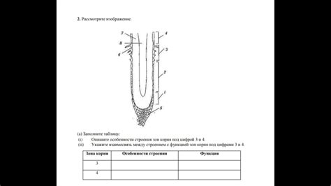 Рассмотрите изображение и заполните таблицу Школьные Знания Com