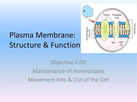 Ppt Plasma Membrane Structure And Function Powerpoint Presentation Id 2829099