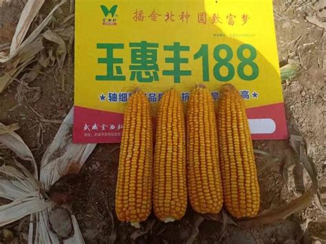 农谷日志农谷迎新种企上新 种业 技丰 集团