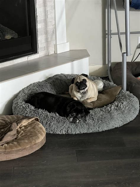 Lola Fawn And Bentley Black Taking An Afternoon Nap Rpugs