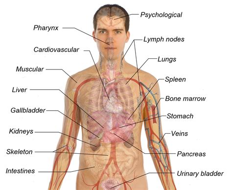 Diagram Of Major Body Systems Human Anatomy Internal Organs