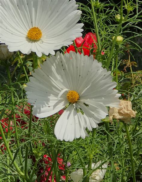 Kosmeen Cosmos Picturethis