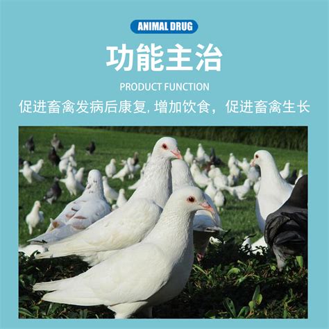 西安乐道肉鸽禽鸡鸽电解多维生素氨基酸速补金维补维多利5000 虎窝淘