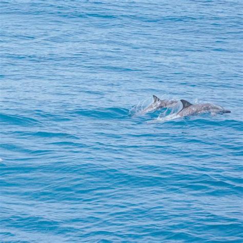1인 이란 반나절 투어｜고래관찰｜투이산다오｜란양박물관｜타이베이 메인역 출발 Kkday