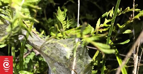 The Sex Life Of Spiders RNZ